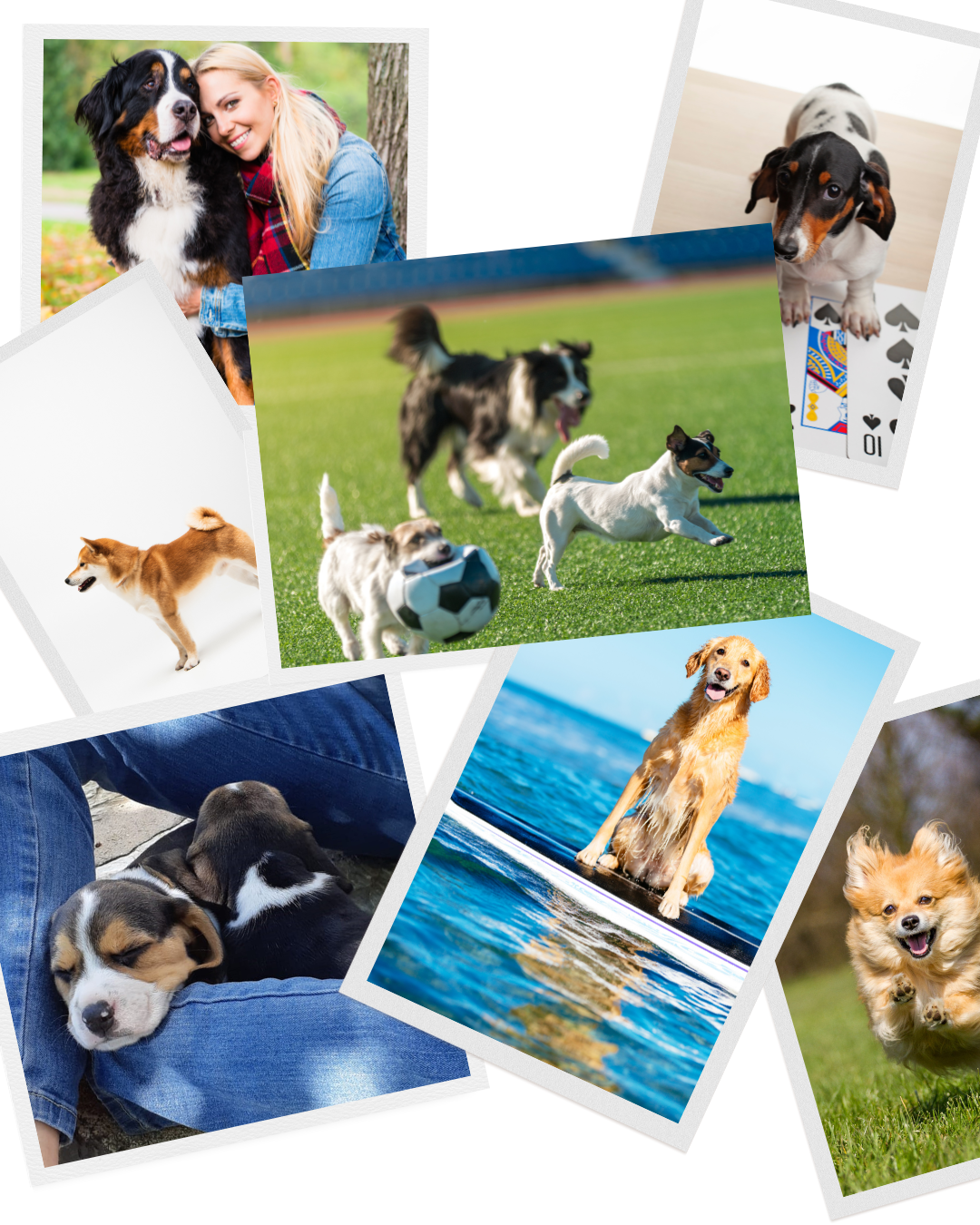 Parc Canin Indoor - Woof Land